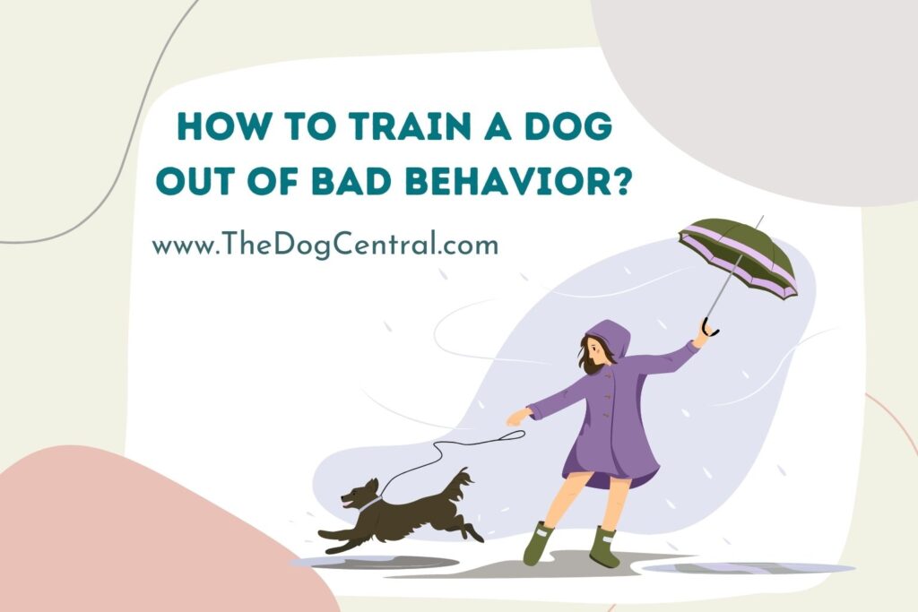 How to Train a Dog Out of Bad Behavior? | The Dog Central