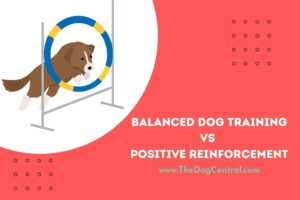 Balanced Dog Training Vs Positive Reinforcement | The Dog Central