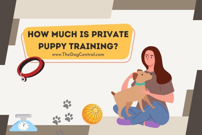 How Much Is Private Puppy Training The Dog Central