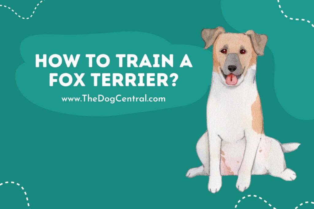 How to Train A Wire Fox Terrier? | The Dog Central