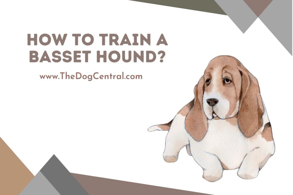 How to Train a Basset Hound? | The Dog Central