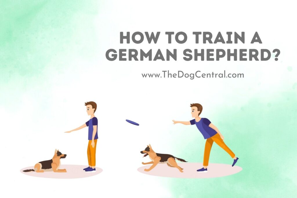 How to Train a German Shepherd Puppy | The Dog Central