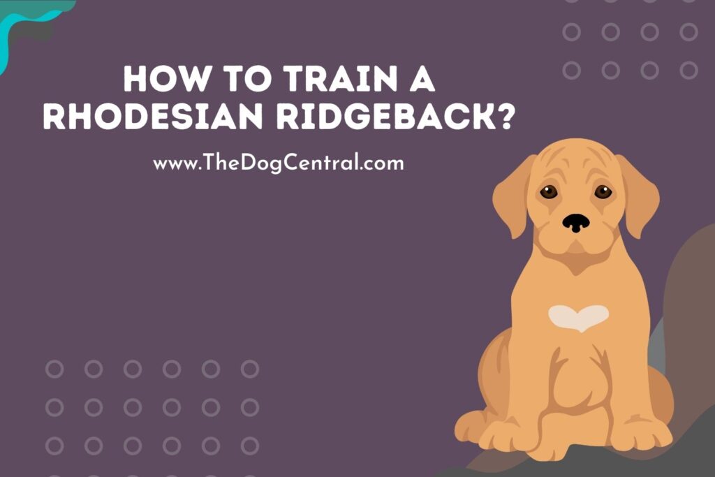 How to Train a Rhodesian Ridgeback? | The Dog Central