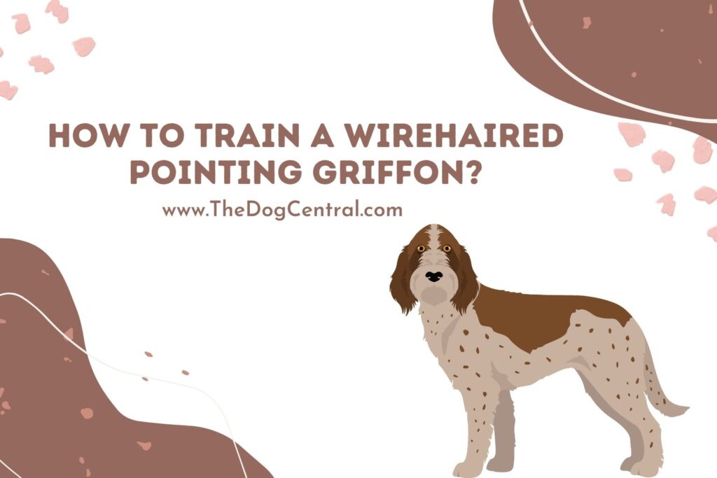 How to Train a Wirehaired Pointing Griffon? | The Dog Central