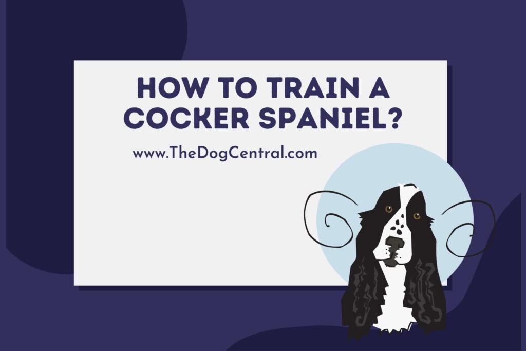 How to Train a Cocker Spaniel? | The Dog Central