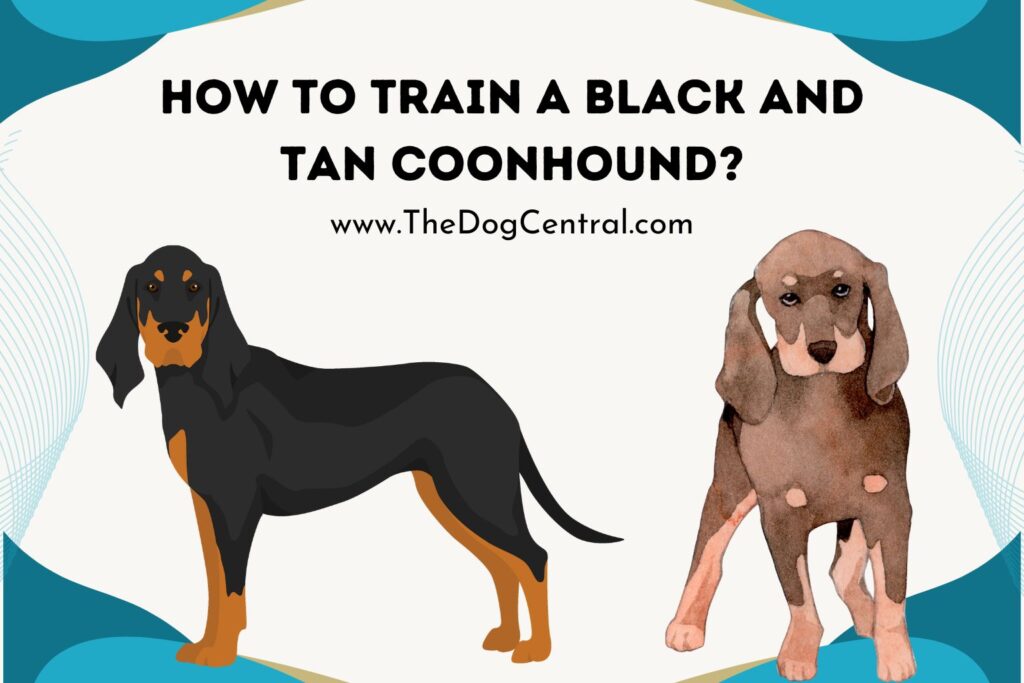 How to Train a Black and Tan Coonhound? | The Dog Central