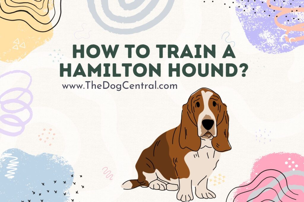 How to Train a Hamilton Hound? | The Dog Central