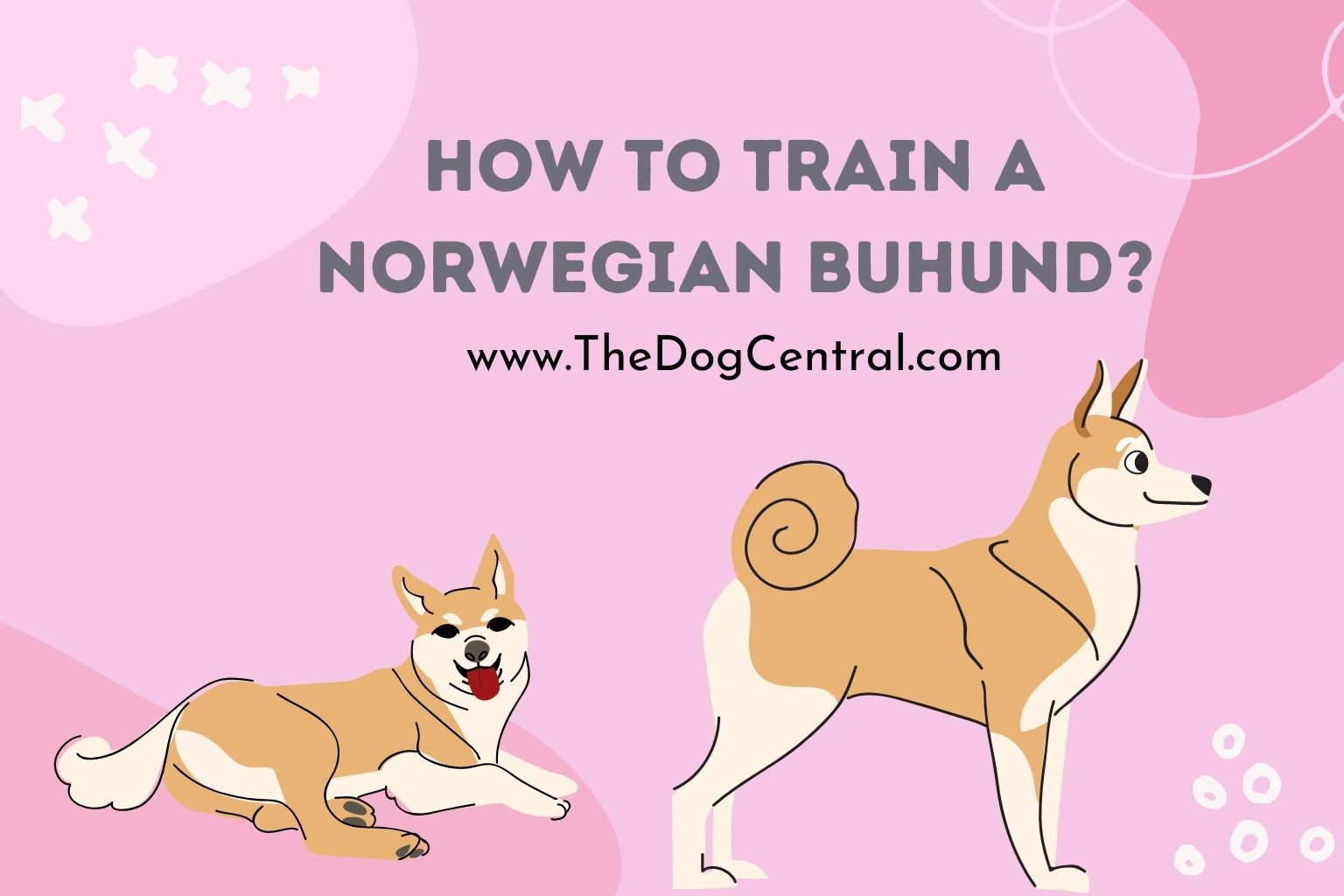 How To Train A Norwegian Buhund The Dog Central