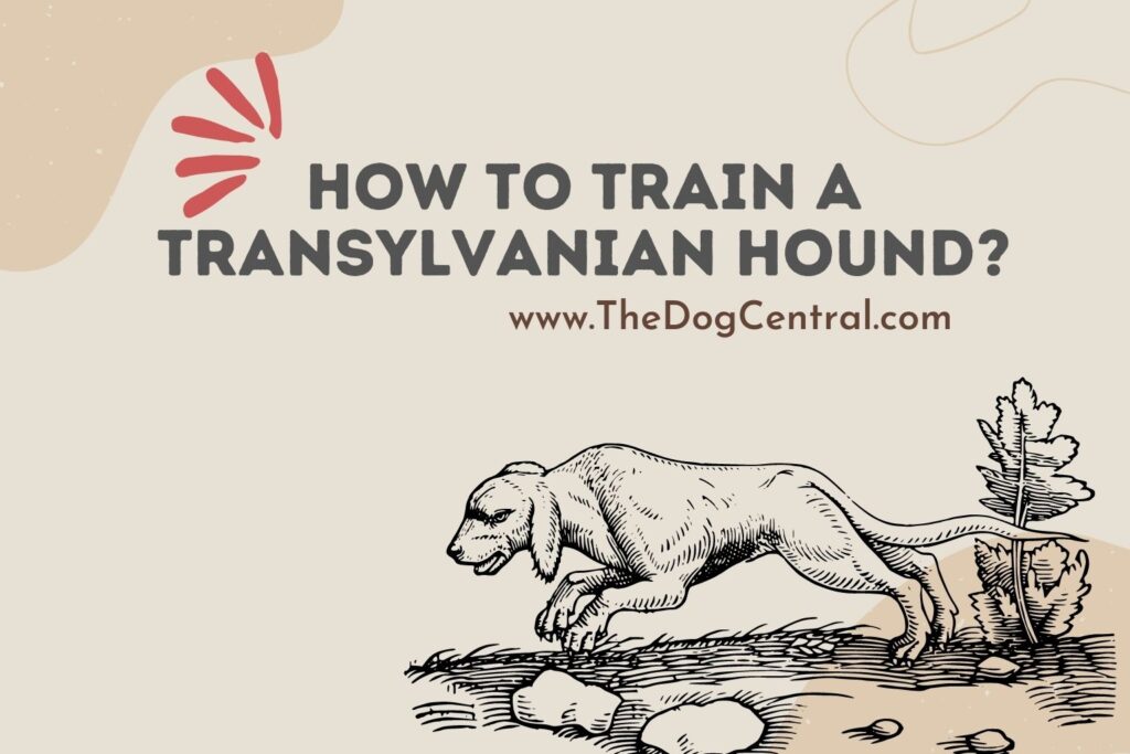 How to Train a Transylvanian Hound? | The Dog Central