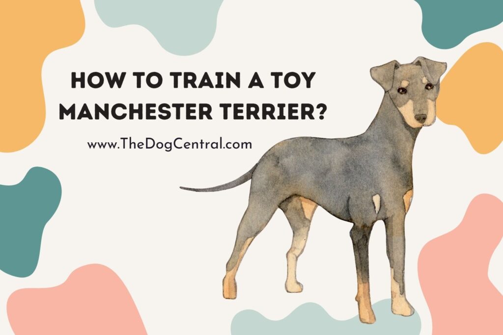 How to Train a Toy Manchester Terrier Puppy? | The Dog Central