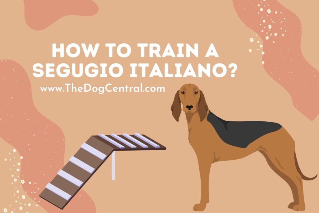 How to Train a Segugio Italiano? | The Dog Central