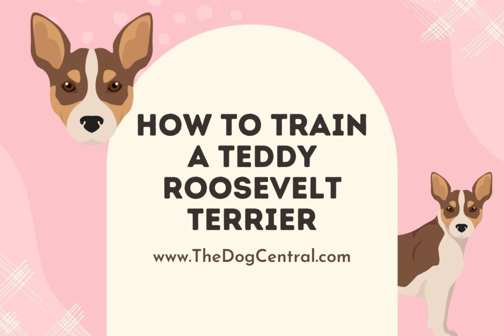 How to Train a Teddy Roosevelt Terrier? | The Dog Central