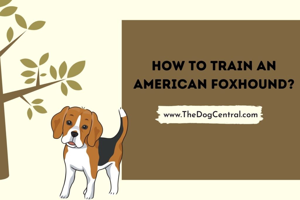 How to Train an American Foxhound Puppy? | The Dog Central