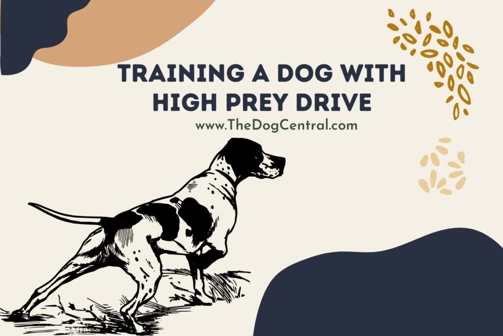 Training a Dog With High Prey Drive | The Dog Central